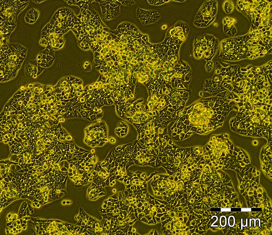 Cell culture – Celvivo