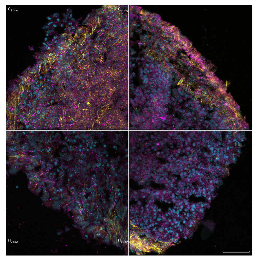 ClinoStar 2 – Celvivo